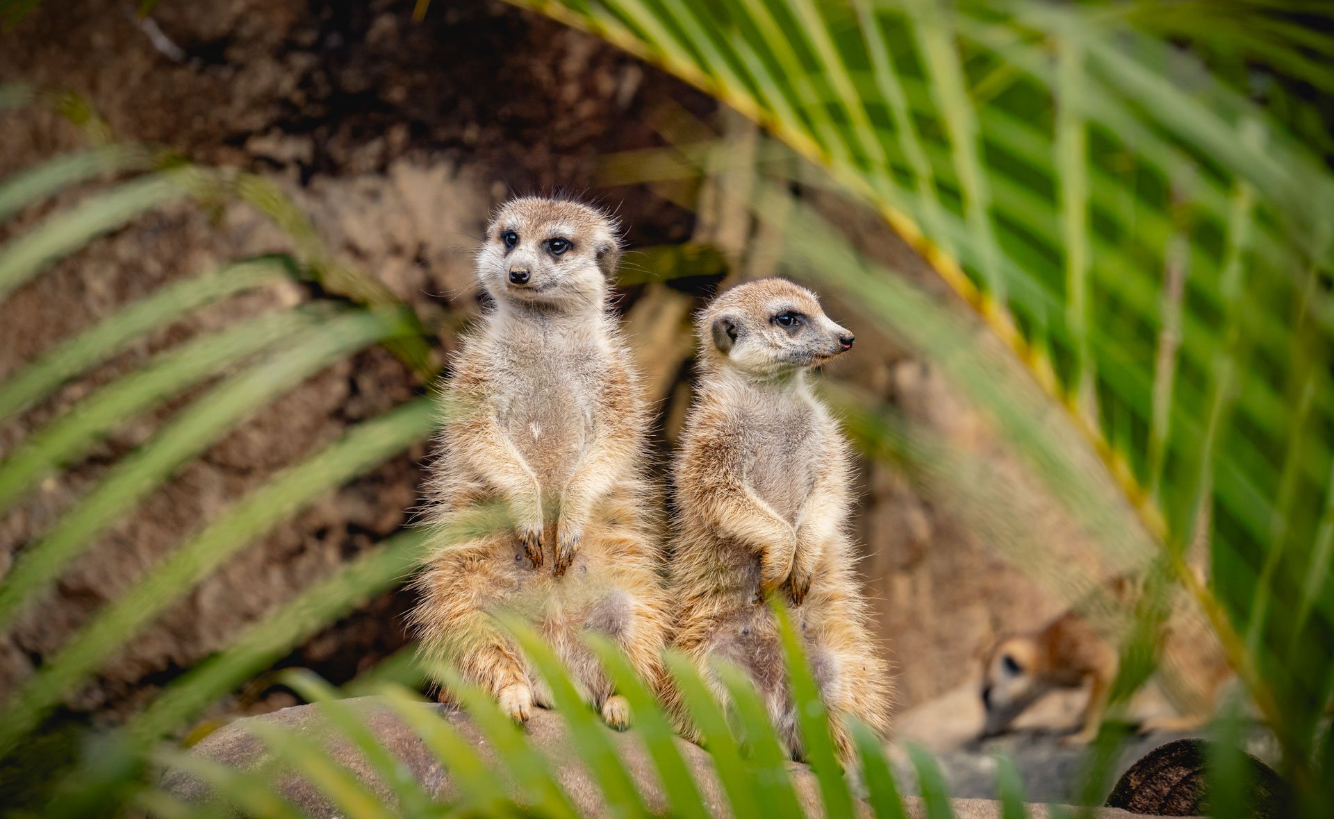 BIOPARQUE UKUMARÍ PRESENTE EN LA VITRINA TURÍSTICA DE ANATO 2025 ...