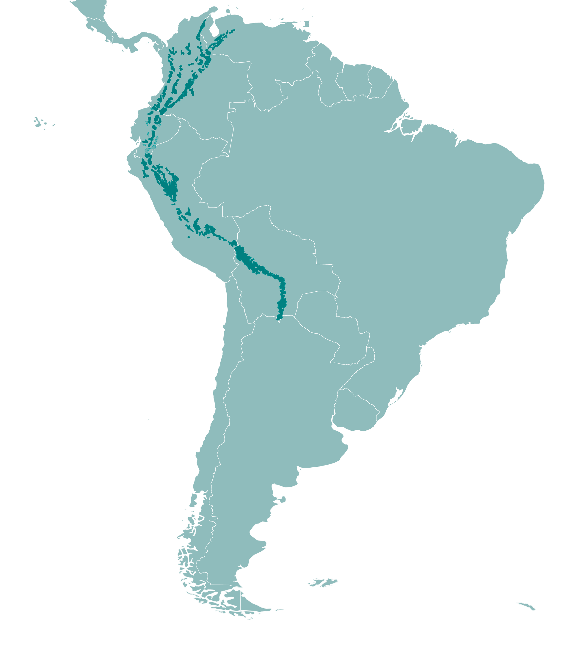 Oso Andino - ukumari.org